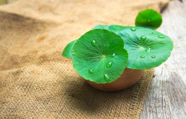 Jarang Diketahui, Ternyata Ini Manfaat Daun Pegagan bagi Tubuh ...